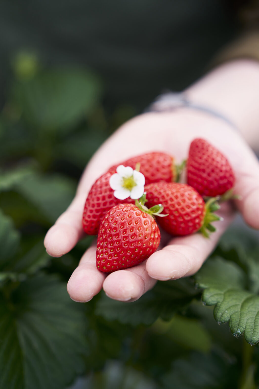 The Sweet World Of Japanese Strawberries - gaho JAPAN